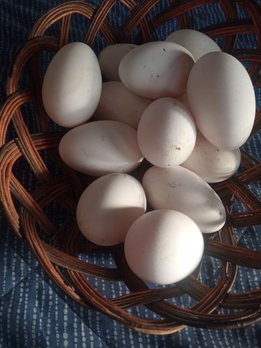 Ouă de gâscă pentru incubat Rusi-Ciutea • OLX.ro