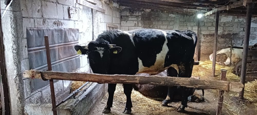 Se vând 11 vaci cu lapte,dintre care 3 au vițeii lîngă ele și un taur Peretu • OLX.ro