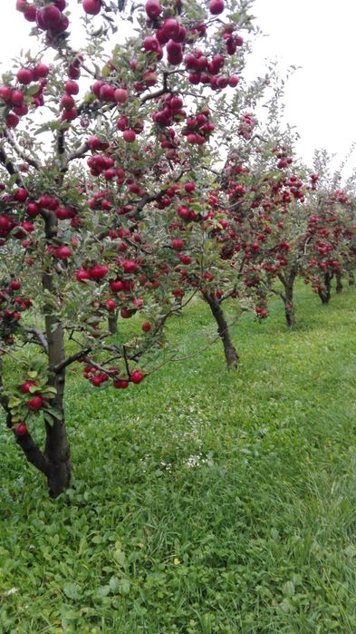 Mere de vânzare : ionatan , florina, idaret Suici • OLX.ro