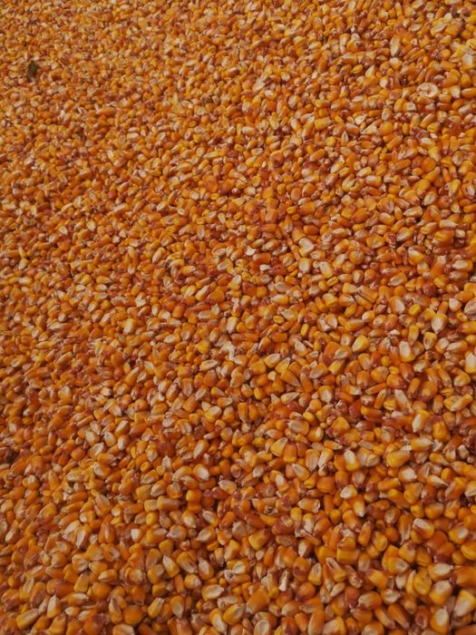 Porumb bobe recolta 2022 Ususau • OLX.ro