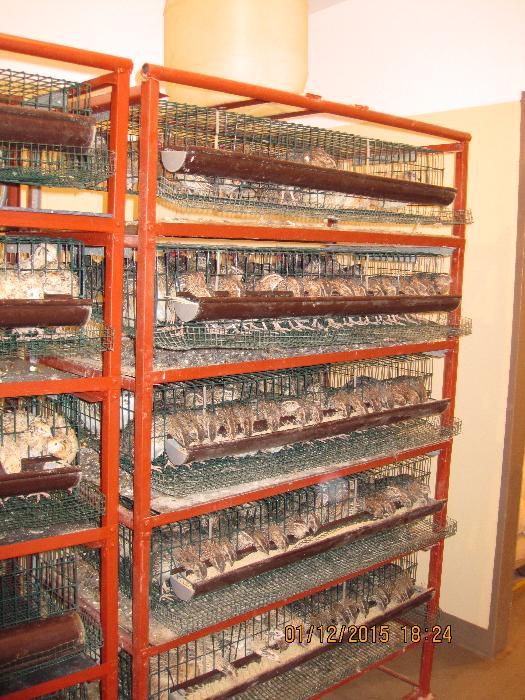 Tineret Prepelite Japoneze Bucuresti Sectorul 5 • OLX.ro