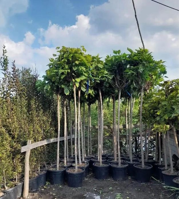 Plante si copaci ornamentali Tunari • OLX.ro