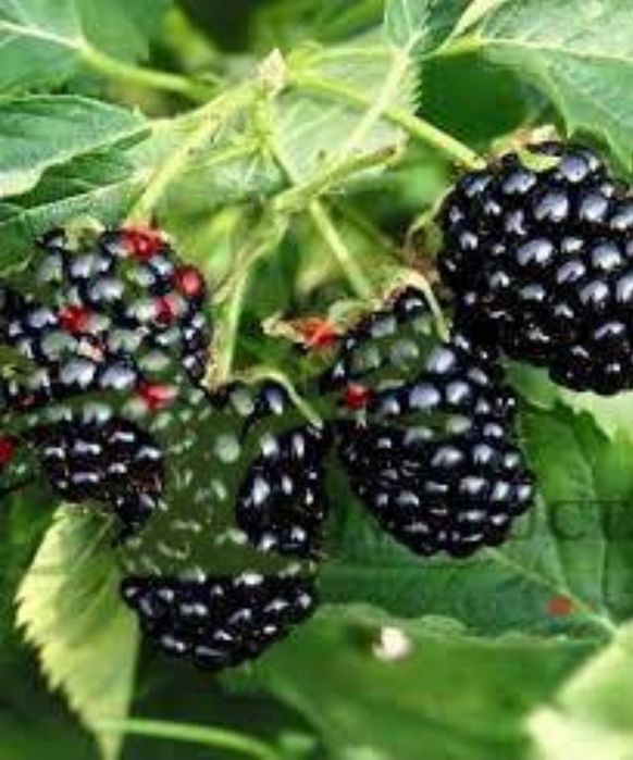 Smochin gold 3 - 4 ani si alti arbusti : mur, zmeur Bucuresti Sectorul ...