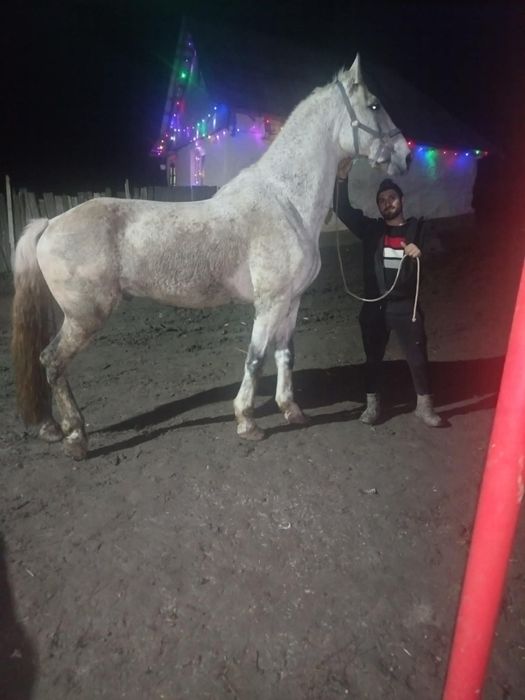 Se vinde un cal castrat Bozieni • OLX.ro