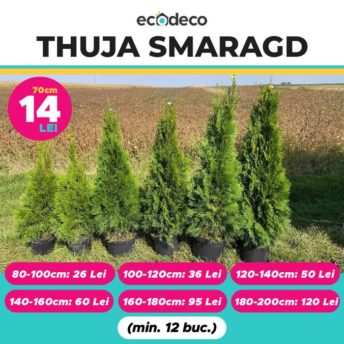 Amenajăm spații verzi cu gazon rulou natural. Valea Mare • OLX.ro