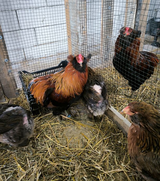 Oua incubat araucana Beclean • OLX.ro