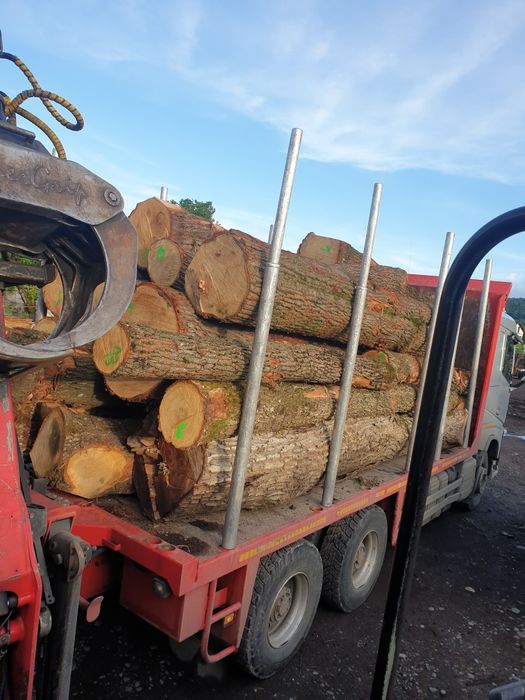 Bustean stejar A B Mureseni • OLX.ro