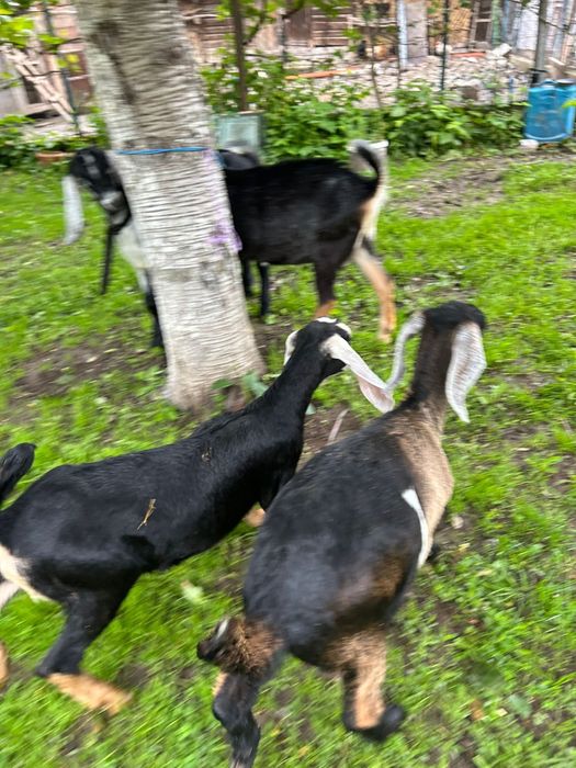 Iedute tapi si capre Anglo nubian Boita • OLX.ro