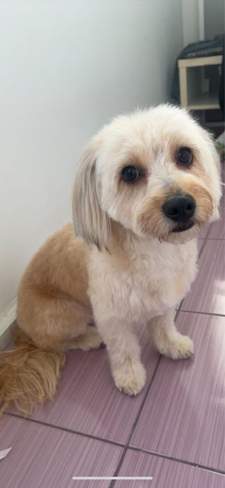 Donez caine metis bichon alb Bucuresti Sectorul 6 • OLX.ro