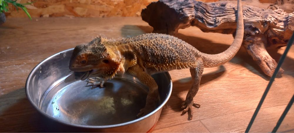 Vand dragon cu barba mascul si femela au 5 ani ..impreuna cu terari ...