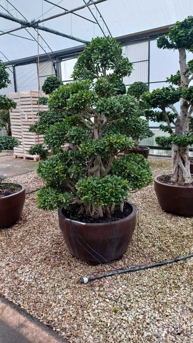Bonsai Ficus de interior - simbol al eleganței și al prosperității Cluj ...