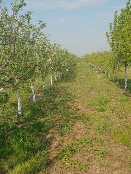 Vand livada de pomi fructiferi Fantanele • OLX.ro