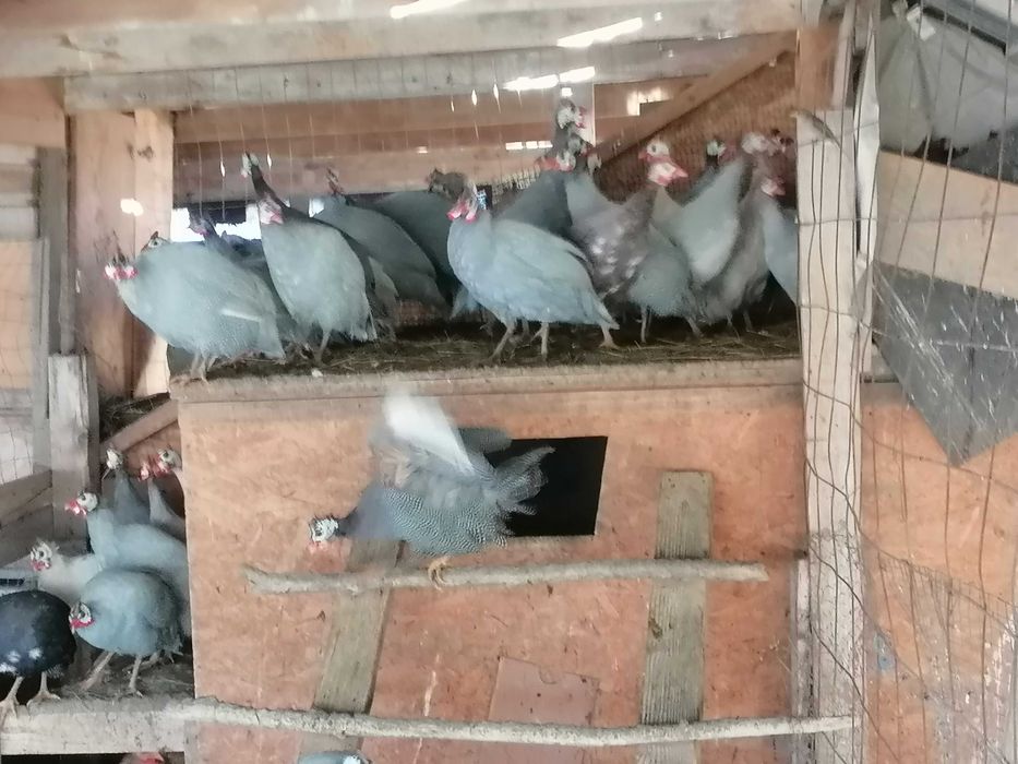 Gâște, rațe, bibilici de vanzare Iasi • OLX.ro