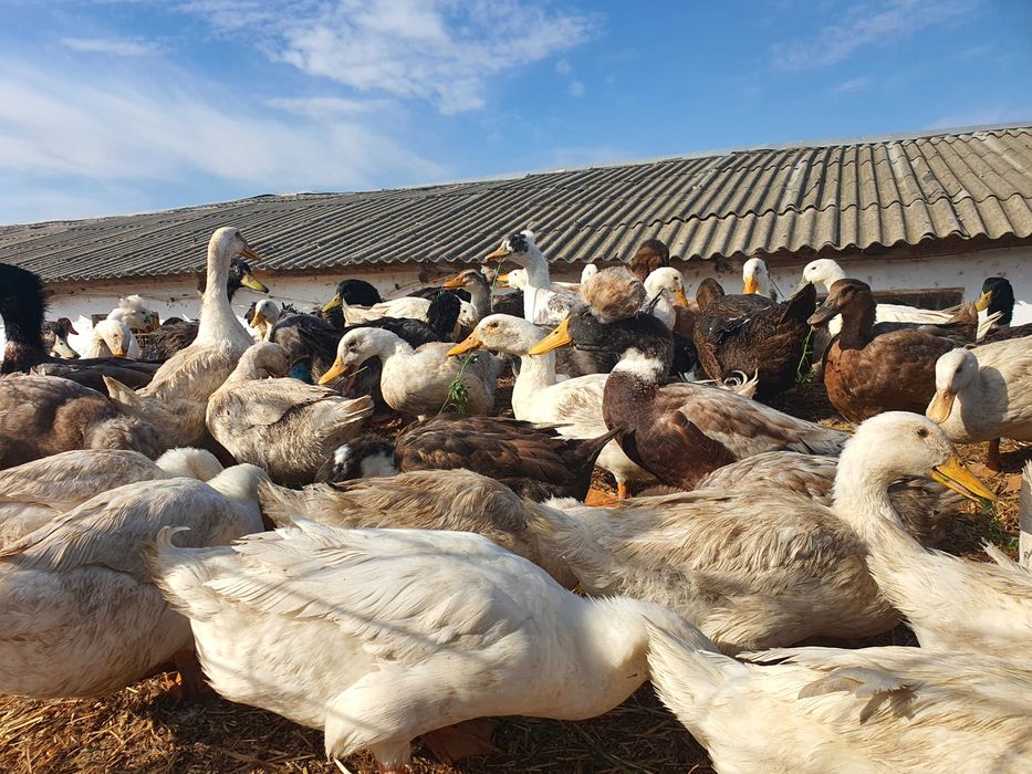 Boboci de rață gigant Isabella XXL Tulcea • OLX.ro