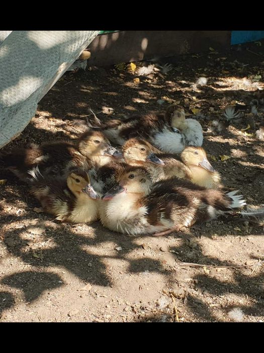 Boboci rata leseasca Braila • OLX.ro