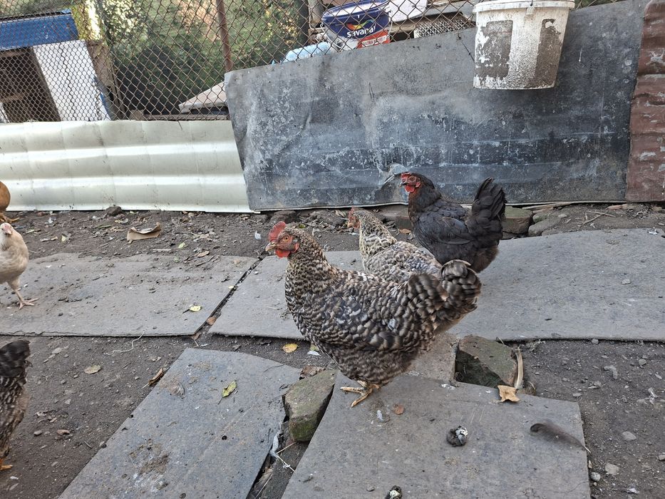 Gaini rasa mixtă Vulcan • OLX.ro