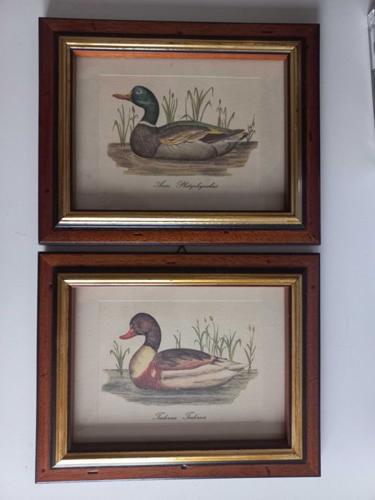 Tablouri vechi cu rațe ( litografii) Galati • OLX.ro