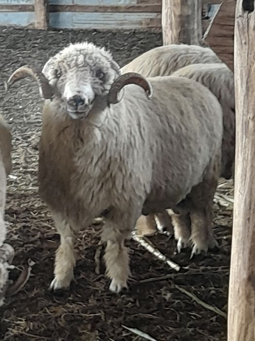 Berbeci de vanzare Belint • OLX.ro