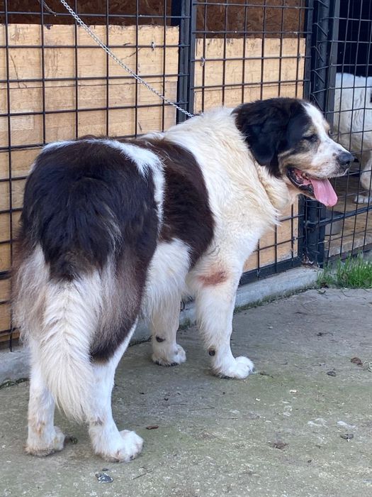 Mascul Ciobanesc Romanesc de Bucovina Badeni • OLX.ro