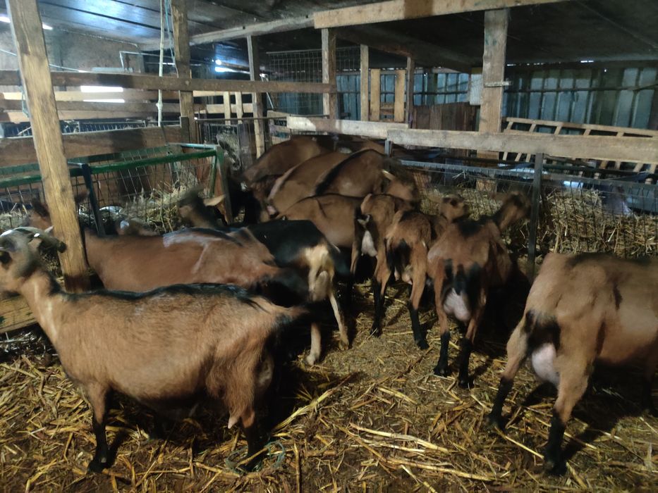 Loturi de 10 capre gestante Alpina Franceză Lacurile • OLX.ro