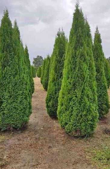 Maslin Secular, Tuia Bonsai , Palmier , Tuia Smaragd Fagaras • OLX.ro