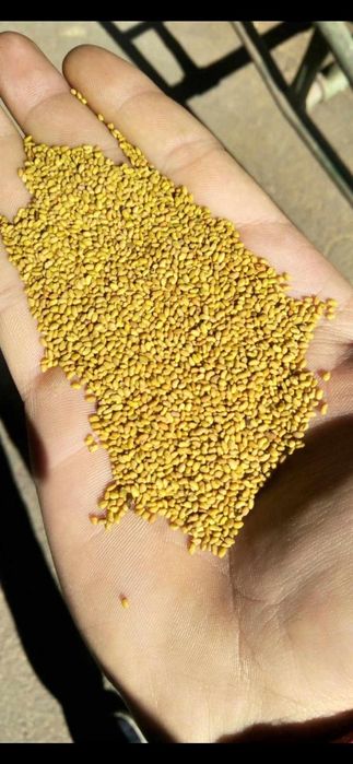 Vand samanta de lucerna Botosani • OLX.ro