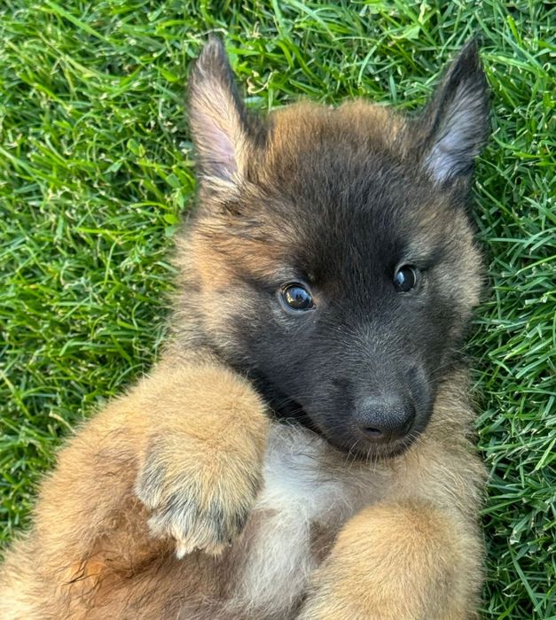 Pui de câine Ciobănesc Belgian Tervueren și Groenendae Brasov • OLX.ro