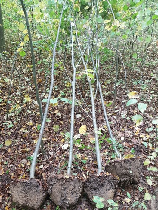 Foioase copaci ornamentali cu radacina pivotanta Galati • OLX.ro