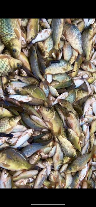 Vand crap, amur / cteno, fitofag / sanger, novac, somn, salau, stiuca ...