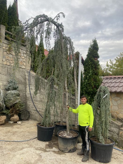 Cedru Atlantic glauca pendula Voluntari • OLX.ro