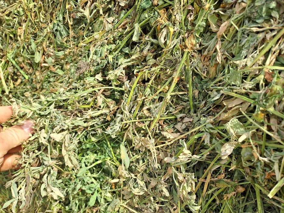 Livram baloti de fan.Lucerna.Paie.Transp.incl Oltenita • OLX.ro