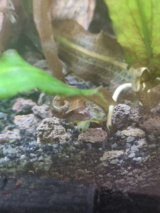 Donez melci ramshorn leopard/Vând plante Bucuresti Sectorul 6 • OLX.ro