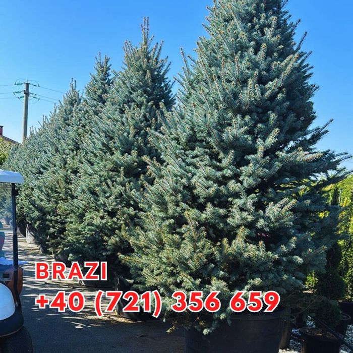 Brazi tuia arțari magnoli maslini palmieri ilex spirale bosai cedri ...