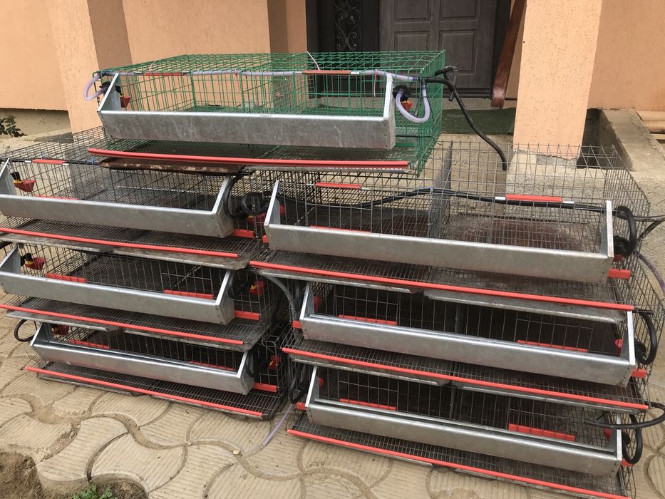 Prepelite polar gigant Darasti-Ilfov • OLX.ro