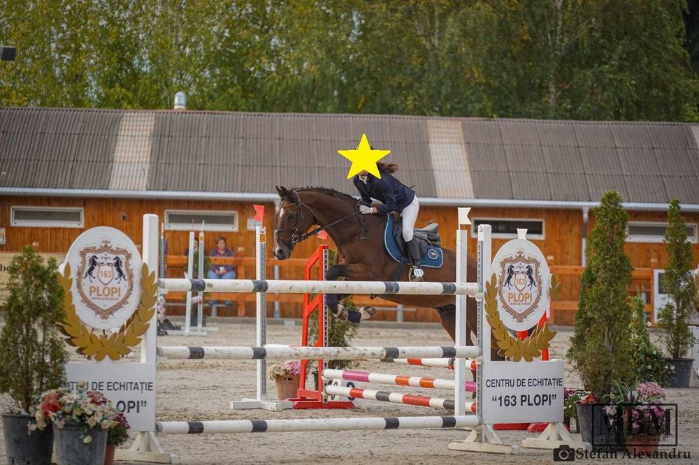 Cal de sport , echitatie ,agrement,calarie Sibiu • OLX.ro