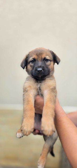 Metis Malinois femele Piteasca • OLX.ro