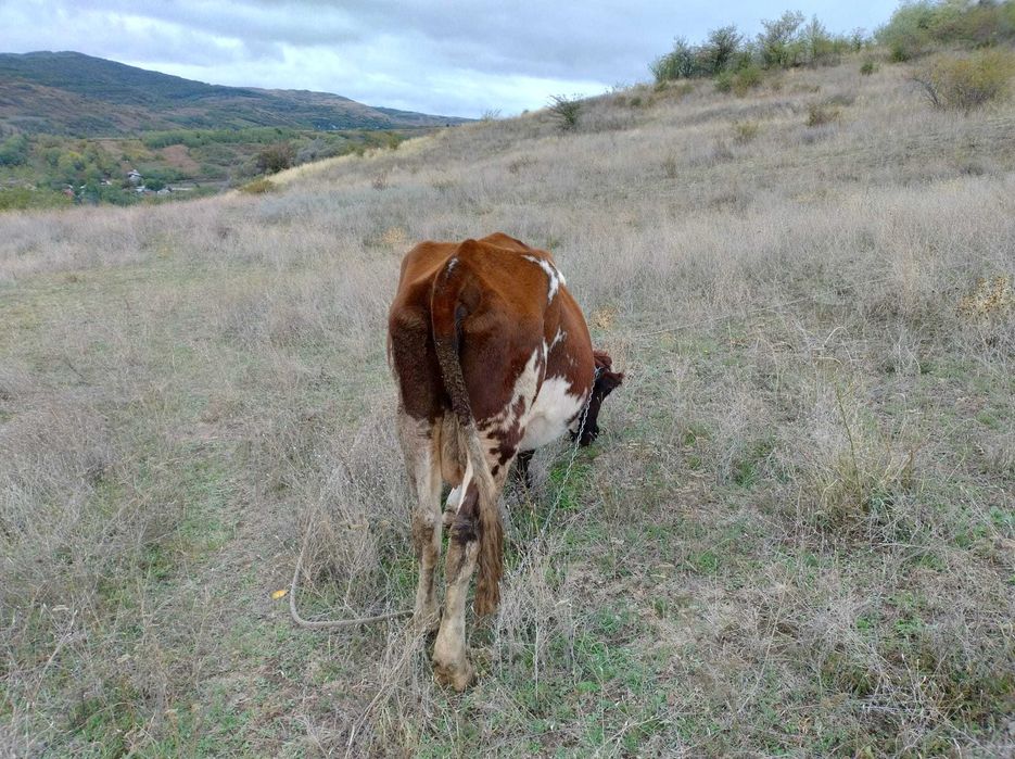 Vand 2 vaci cu lapte Vadu Soresti • OLX.ro
