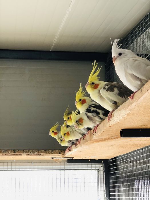 Papagali nimfa nimfe pui blanzi 2024 si maturi Bucuresti Sectorul 2 ...