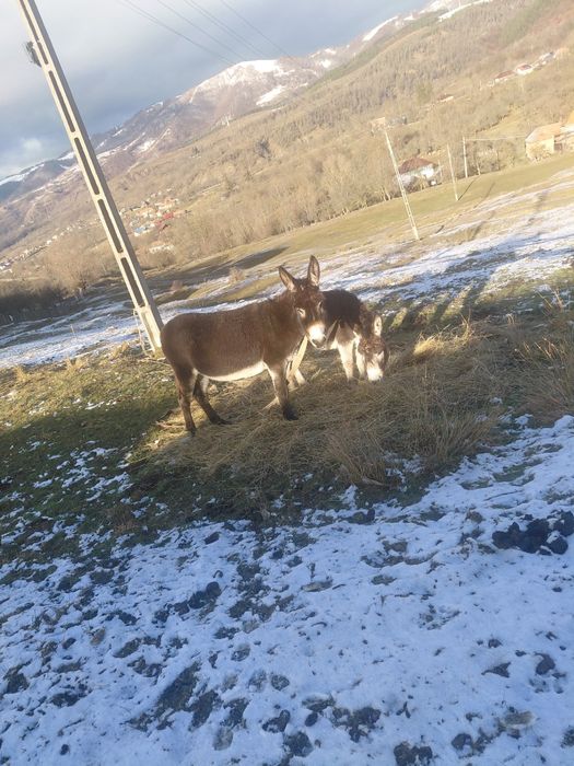 Vînd două magărițe mamă și fică, Boisoara • OLX.ro