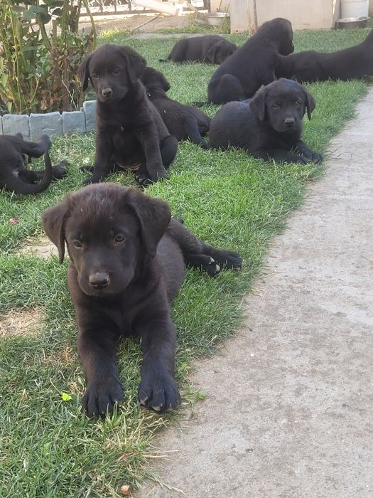 Pui labrador negru de dat Ovidiu • OLX.ro