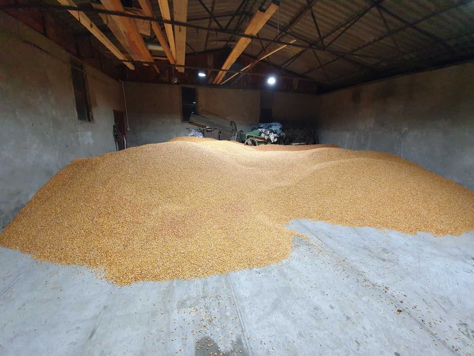 Porumb boabe uscat pioneer si grau Chimindia • OLX.ro