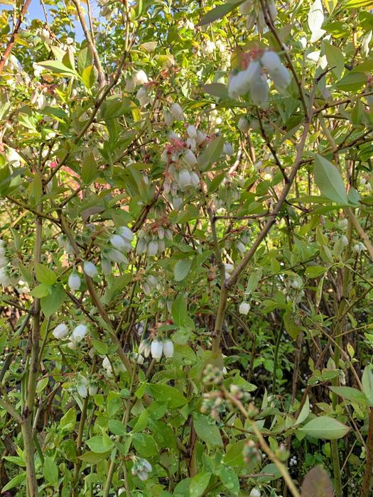 Butasi Afin de cultura Oradea • OLX.ro