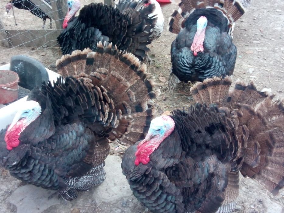 Curci si curcani de tara. Pacuri • OLX.ro