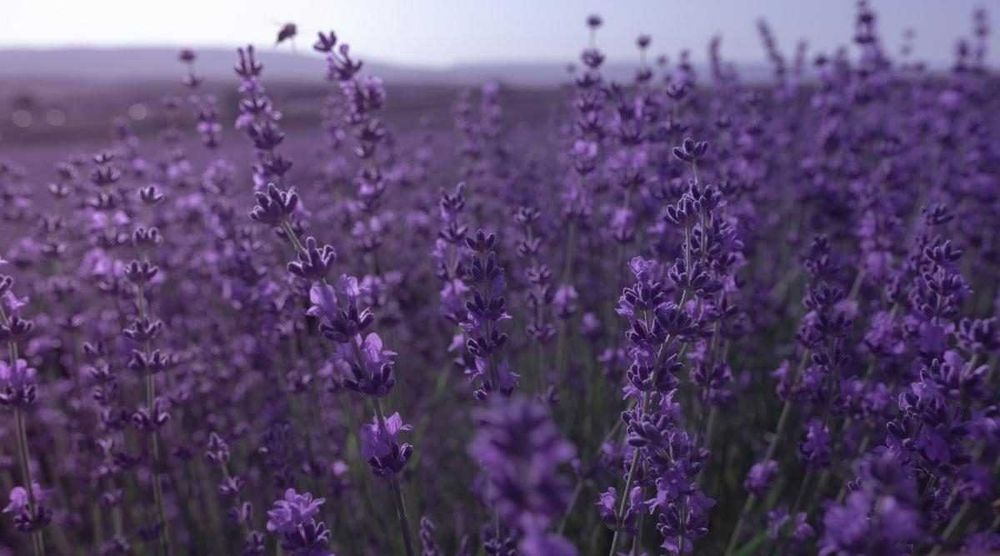 Vindem Lavanda, Tei, Stejar rosu, Arbore de matase, Iarba pampas ...