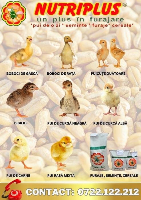 Pui de o zi ,boboci de gasca de rata colorata Targu Jiu • OLX.ro