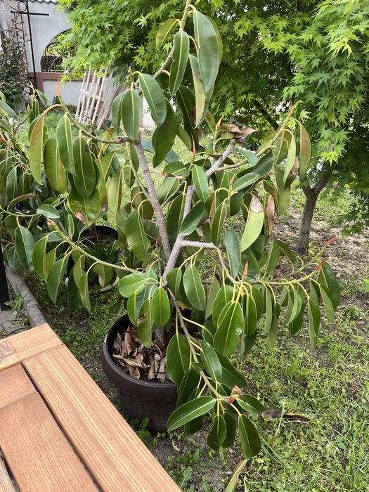 Ficus pentru terase Craiova • OLX.ro