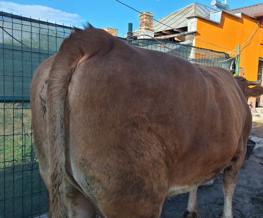 Vând vaca de talie mare stearpă Balcesti • OLX.ro