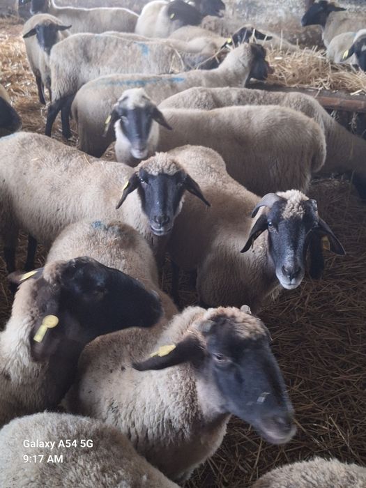 Vând oi carabase tinere Ovidiu • OLX.ro