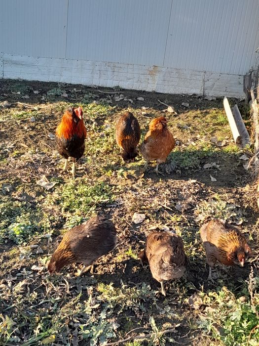 Ouă incubat Araucana Budacu de Jos • OLX.ro
