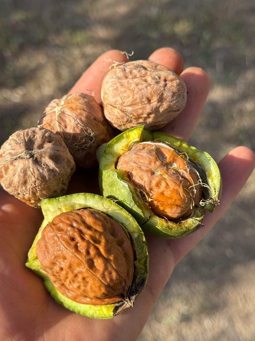 Livada nuci fernor anul 7 Techirghiol • OLX.ro